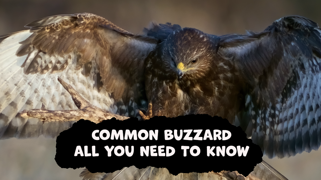 Common Buzzard Species Guide - In Focus