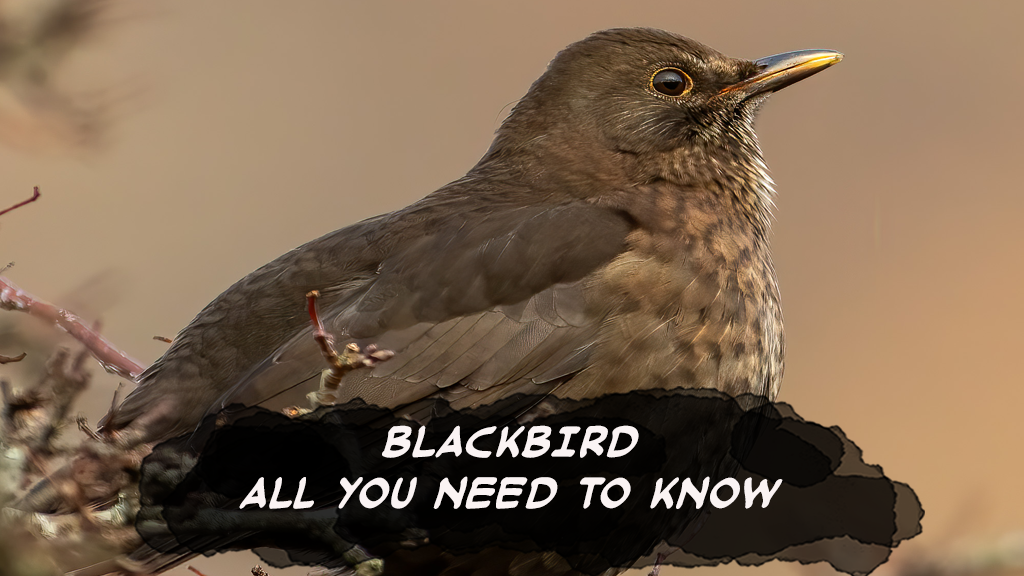 Blackbird Species Guide - In Focus