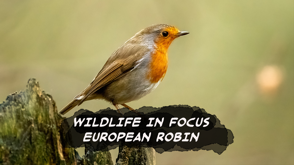 European Robin Species Guide - In Focus