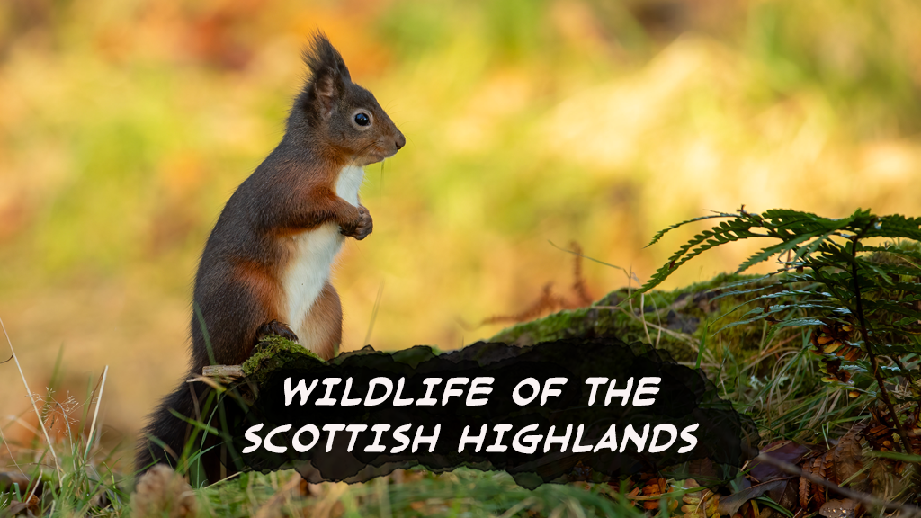 10 Animals To Spot In The Scottish Highlands A Complete Guide - In Focus