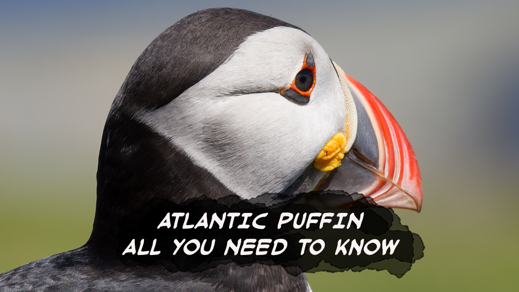 Atlantic Puffin Species Guide - In Focus