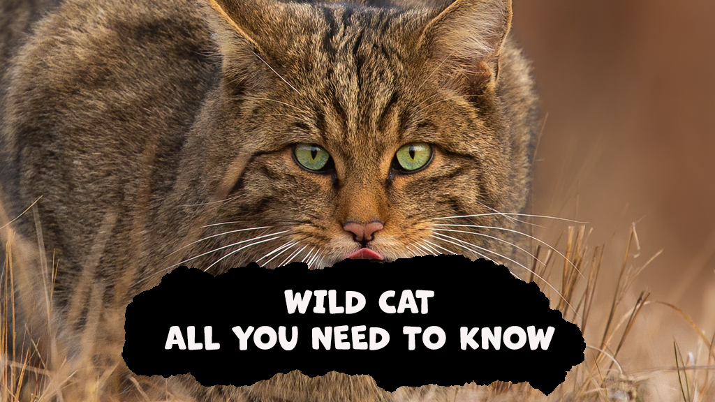European Wildcat Species Guide - In Focus