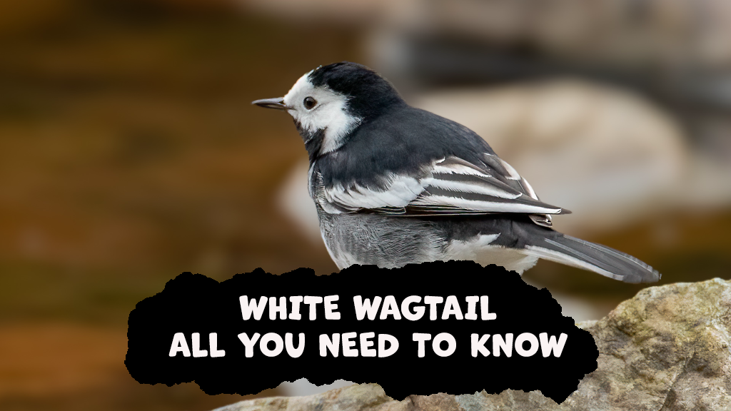 White Wagtail Species Guide - In Focus