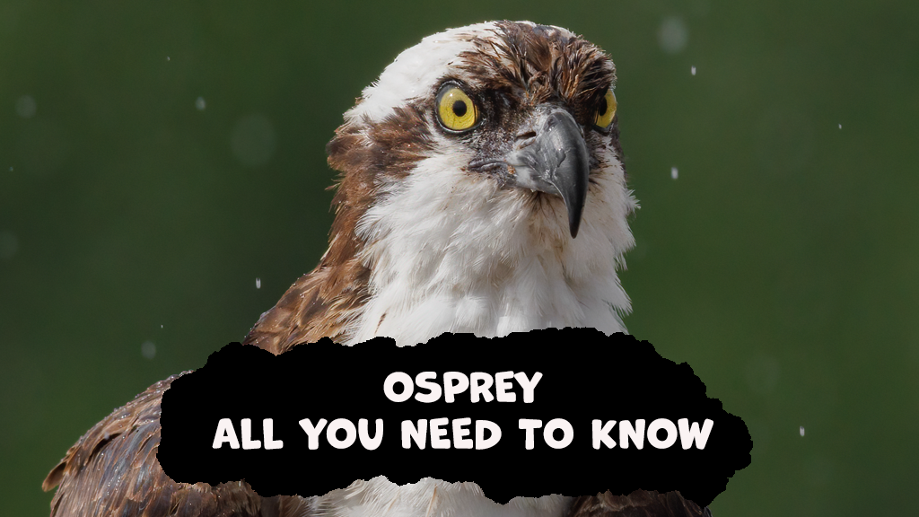 Osprey Species Guide - In Focus