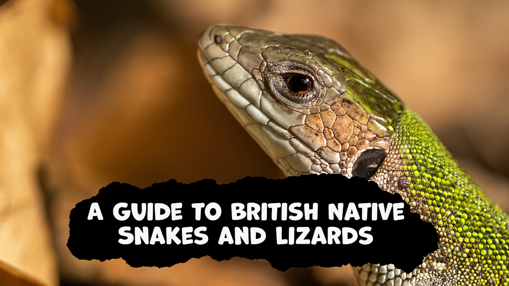 A Guide to British Native Snakes and Lizards - In Focus