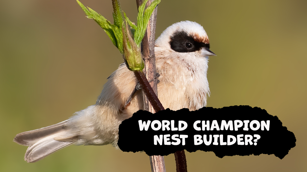 Penduline Tit Species Guide - In Focus