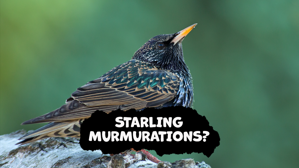 Starling Murmurations | One Of Natures Wonders - In Focus