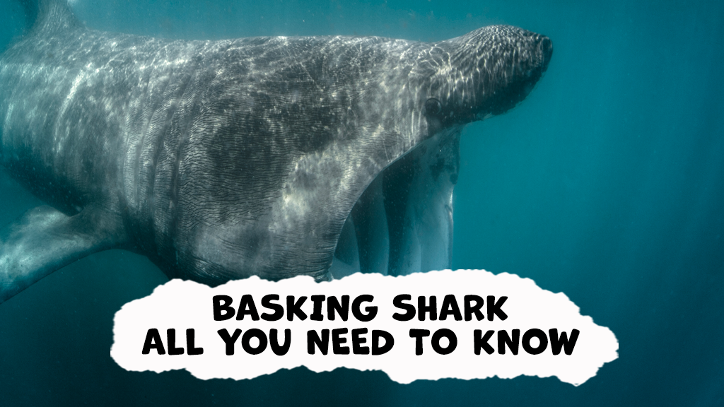 Basking Shark (Cetorhinus maximus) Species Guide - In Focus