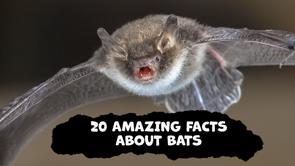 20 Amazing Facts About Bats You Didn’t Know - In Focus