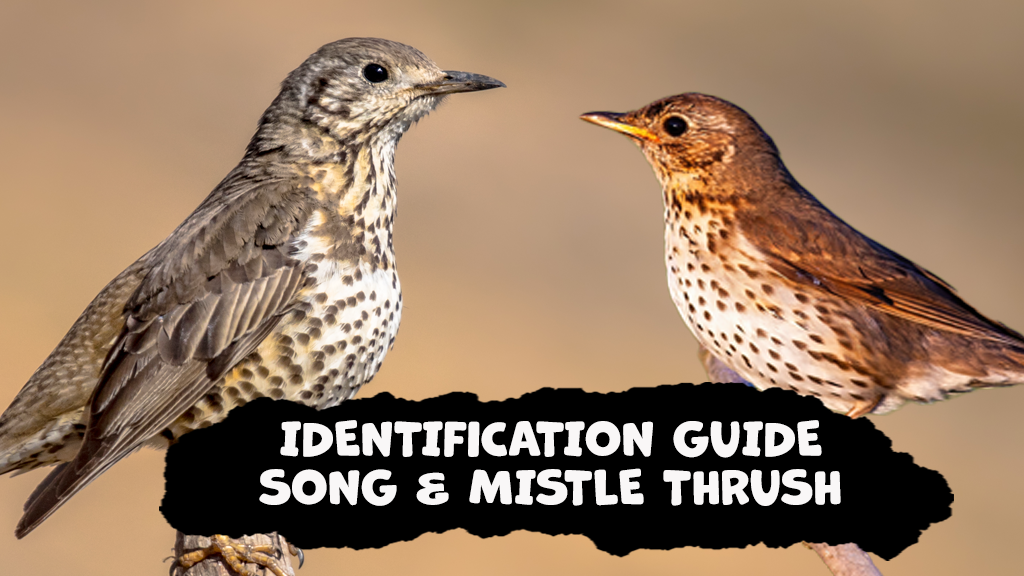Identifying The Mistle Thrush & Song Thrush: A Complete Guide - In Focus