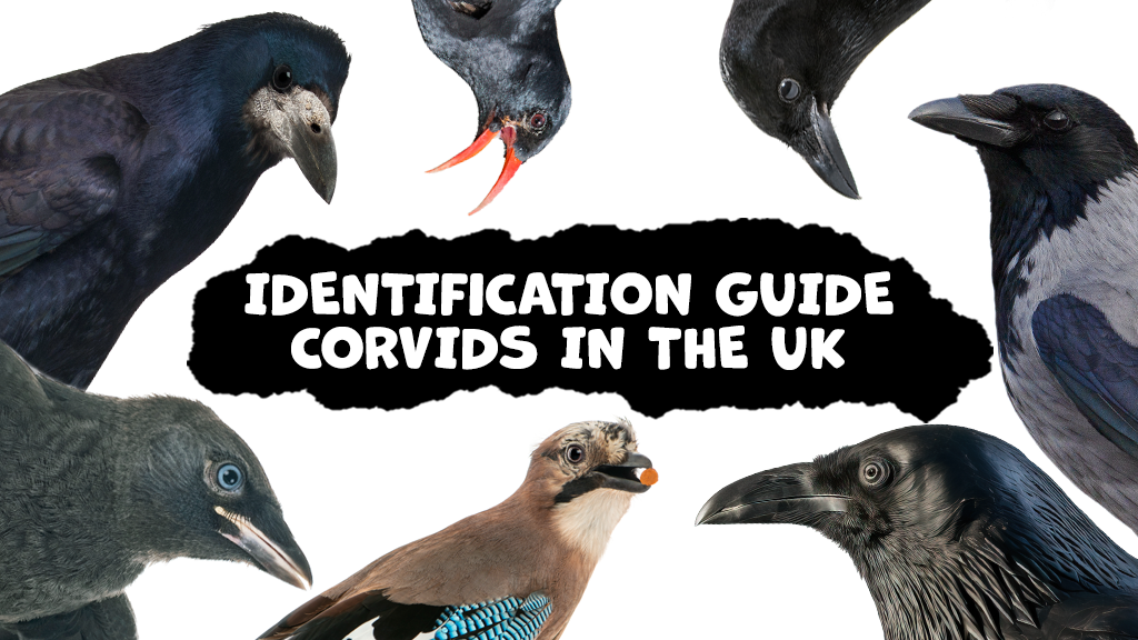 Identifying UK Corvids: A Comprehensive Guide - In Focus