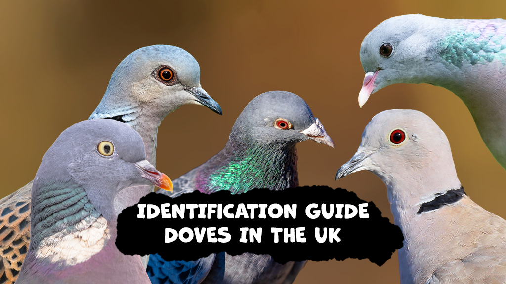 Identifying Turtle Doves, Collared Doves, Rock Doves, Stock Doves ...