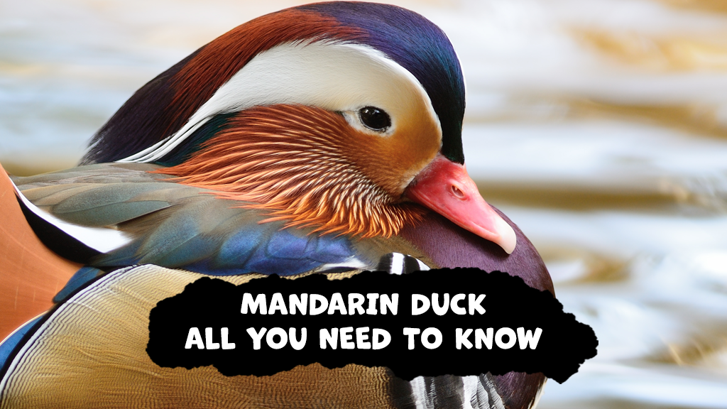 Mandarin Duck (Aix galericulata) Species Guide - In Focus