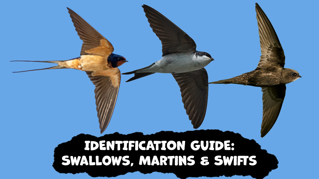 Identifying House Martins, Swallows & Swifts A Comprehensive Guide - In ...