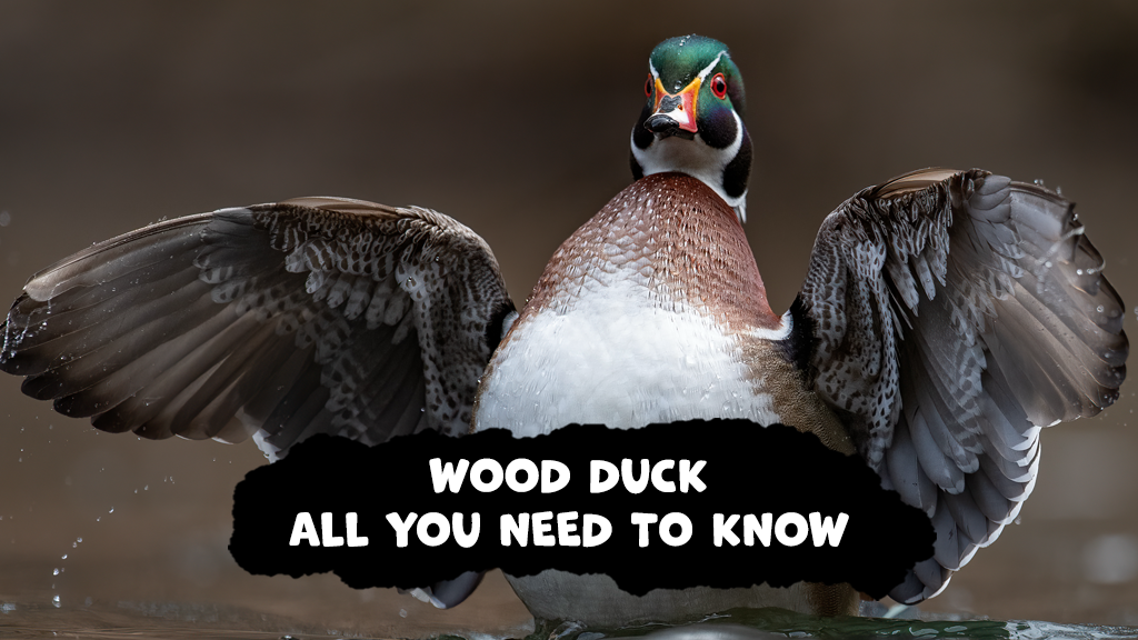 Wood Duck (Aix sponsa) Species Guide - In Focus