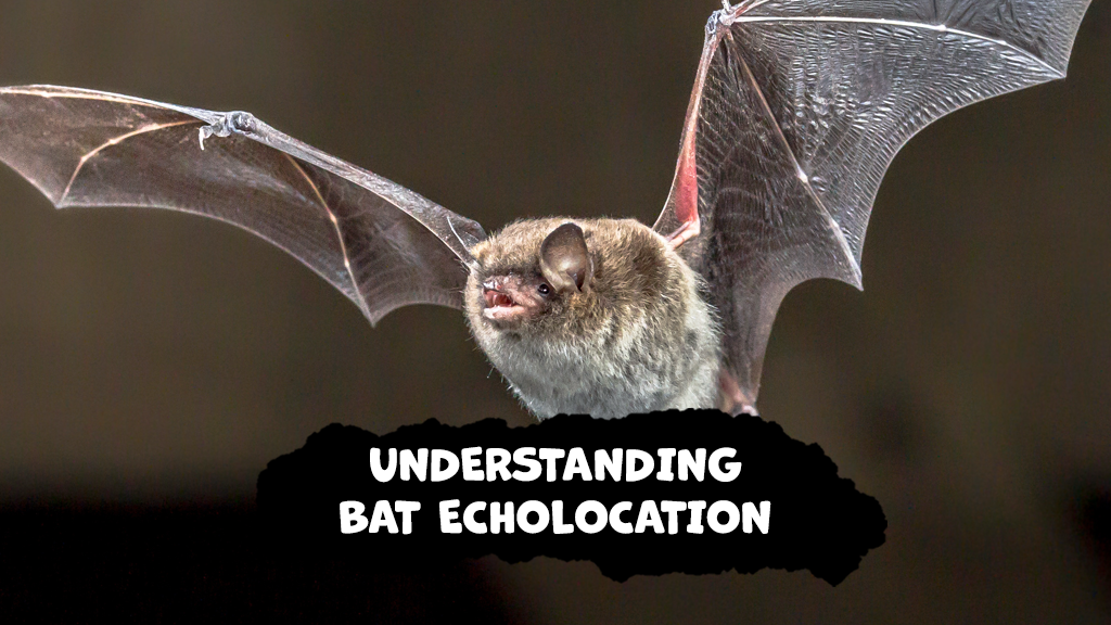 Understanding Bat Echolocation: How Bats Navigate the Dark - In Focus