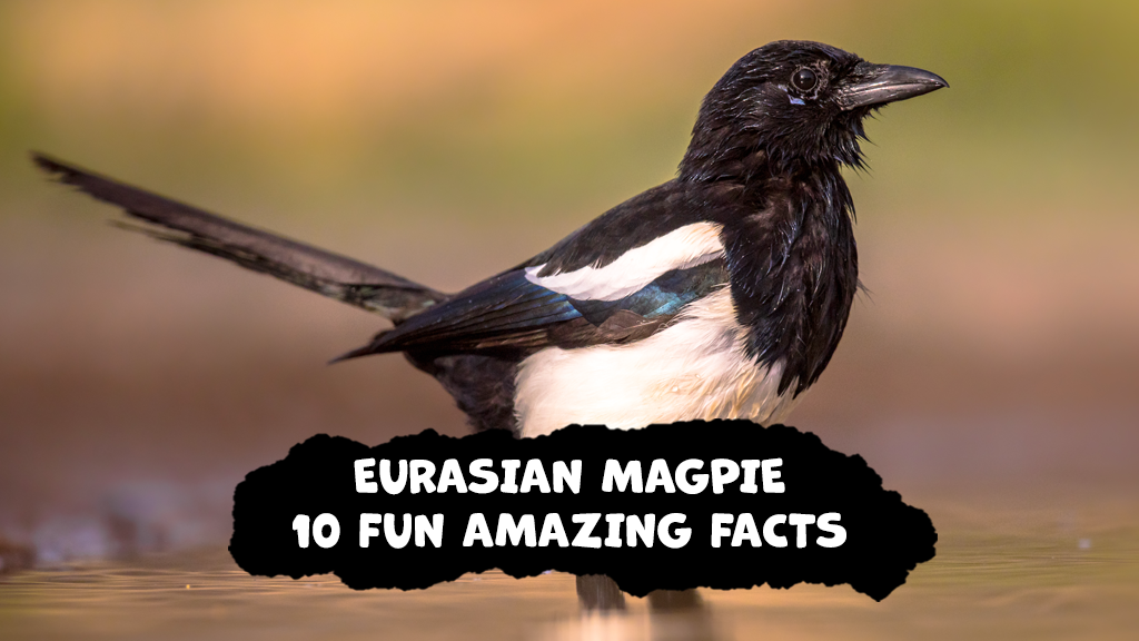 10 Amazing Fun Facts About Magpies - In Focus