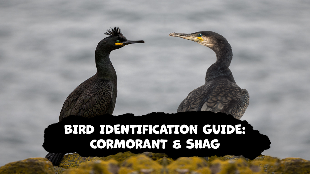 Identifying The Cormorant And Shag: A Complete Guide - In Focus