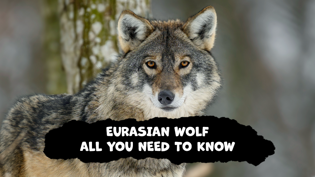 Eurasian Wolf (Canis lupus lupus) Species Guide - In Focus