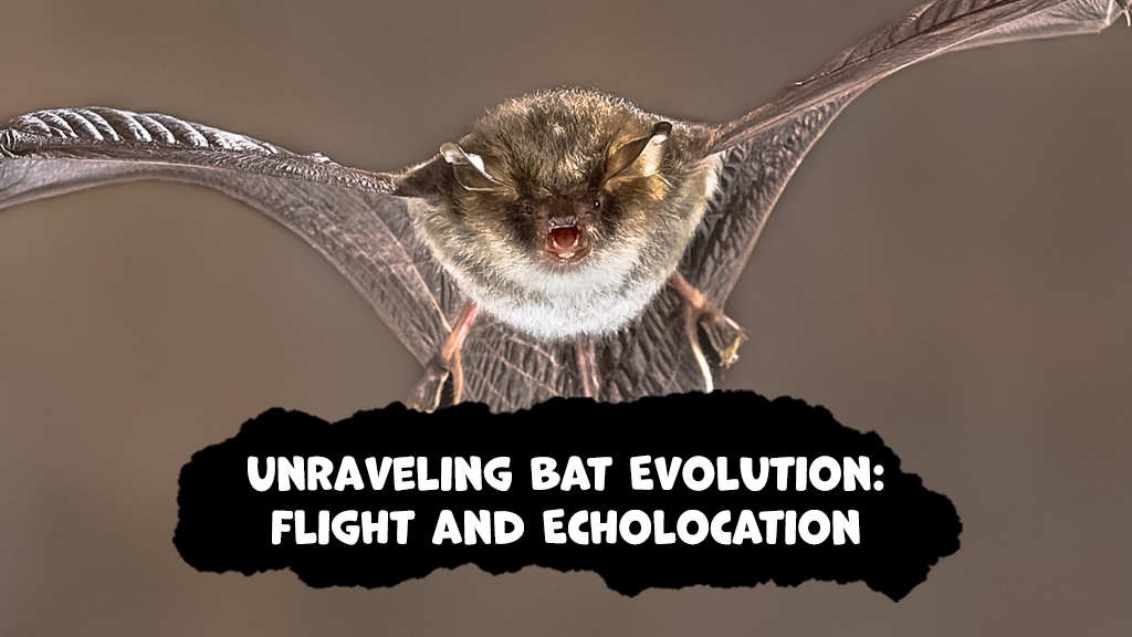 Unraveling Bat Evolution: Flight and Echolocation - In Focus