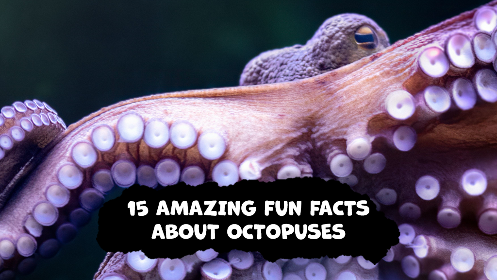 15 Amazing Fun Facts About The Octopus - In Focus
