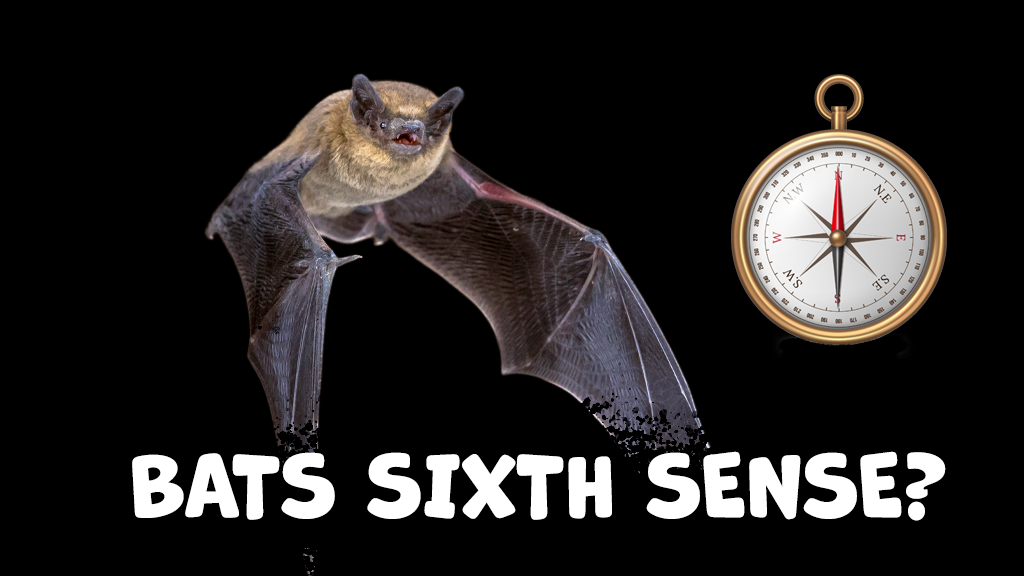The Bat's Sixth Sense: How Bats Navigate Using Their Eyes - In Focus