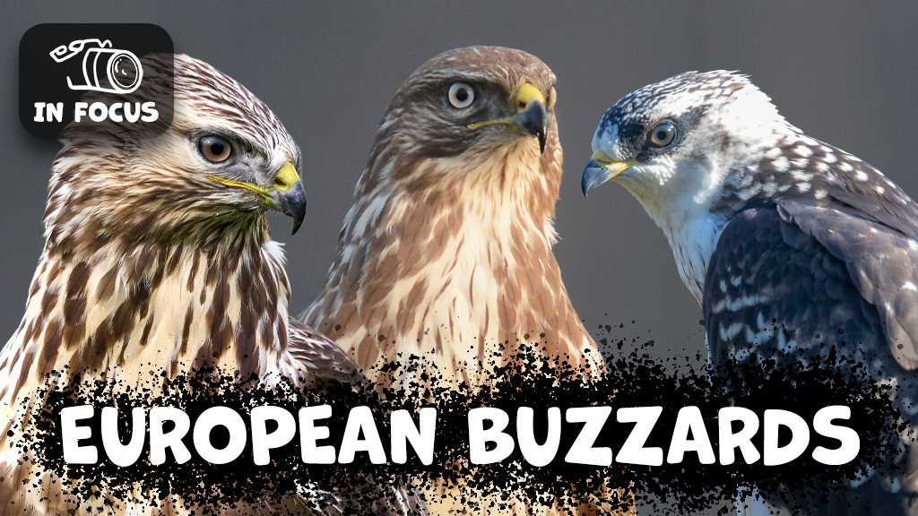 Bird Identification Guide: European Buzzards - In Focus