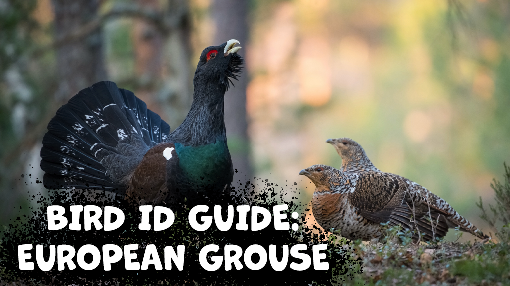 Bird Identification: Common Grouse In Europe - In Focus
