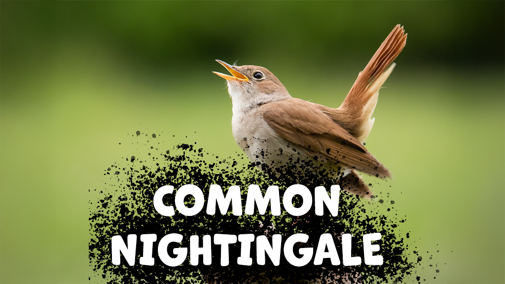 Common Nightingale Species Guide - In Focus