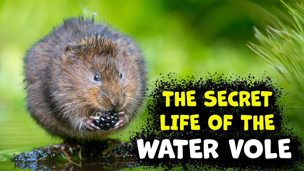 Water Vole Species Guide - In Focus