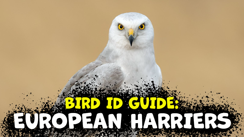 How to Identify All Four European Harriers | Marsh, Hen, Montagu’s ...