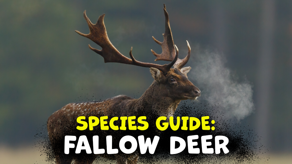 Fallow Deer Species Guide - In Focus