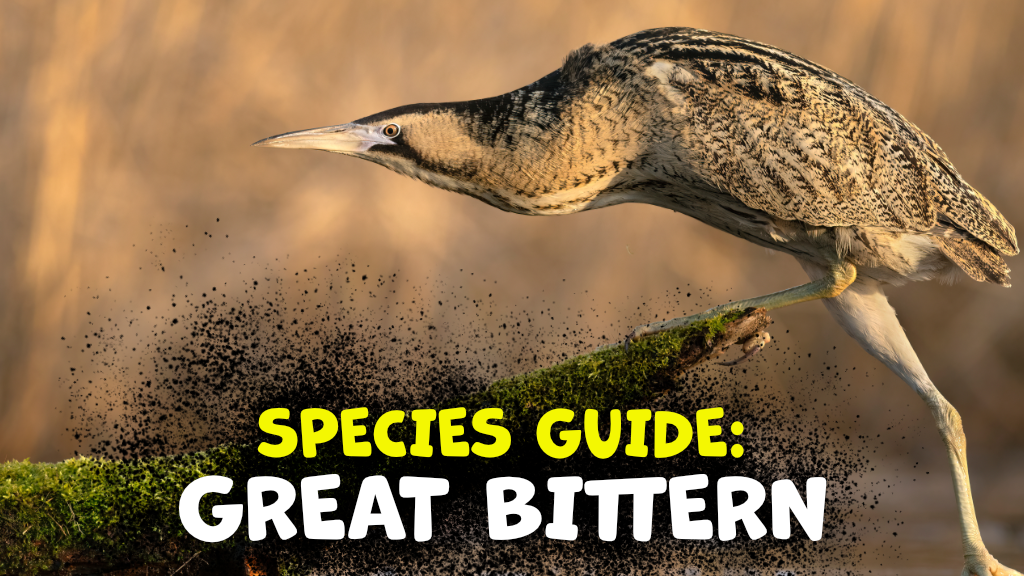 Eurasian Bittern Species Guide - In Focus