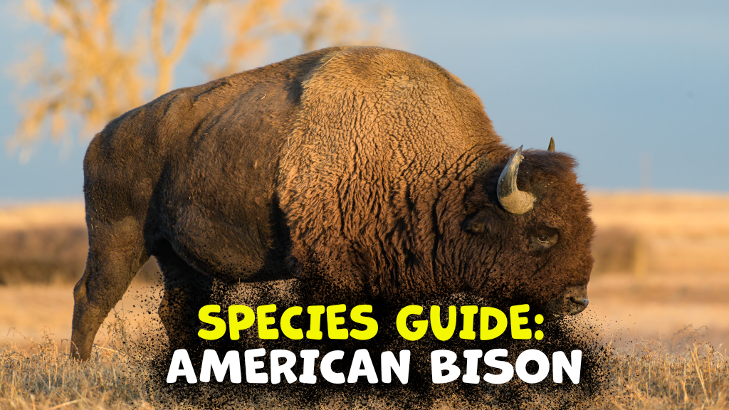 American Bison Species Guide - In Focus