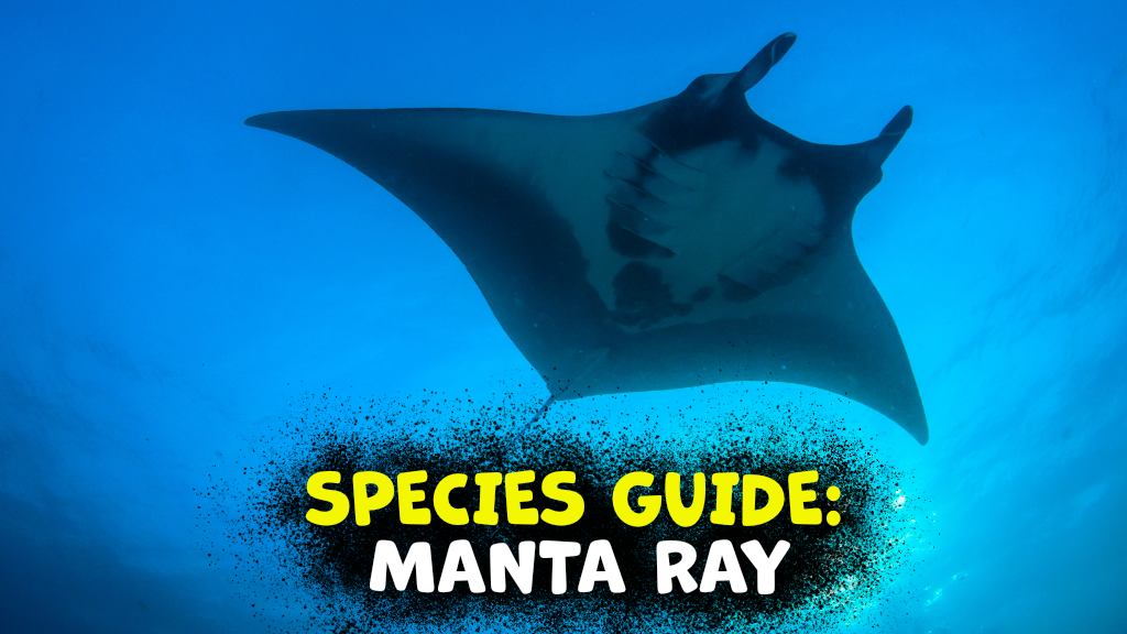 Manta Ray Species Guide - In Focus