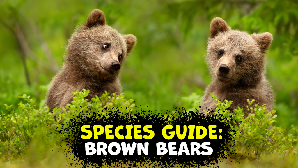 Brown Bear: Species Guide - In Focus