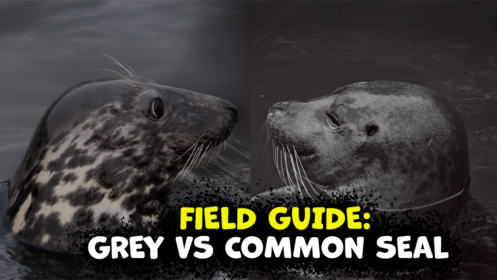 How to Tell Grey Seal vs Common Seal Apart: A Practical Field Guide ...